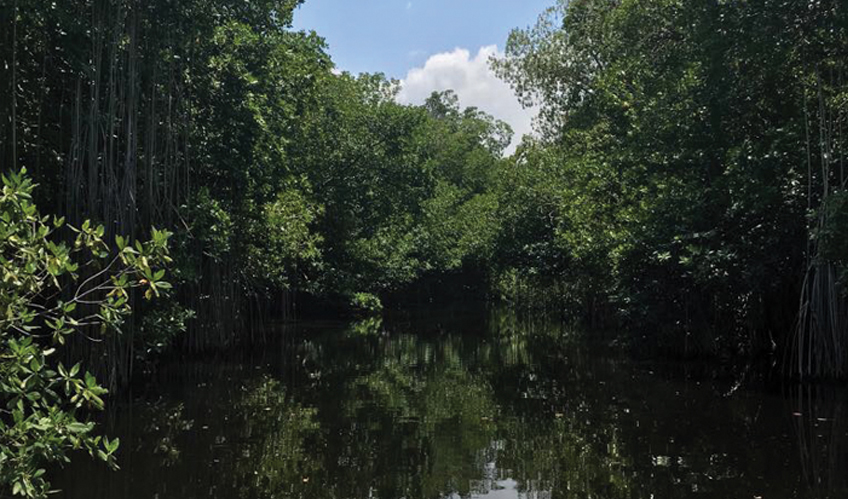 A journey beyond the river and deep into the swamp! Irie Swamp Safari ...