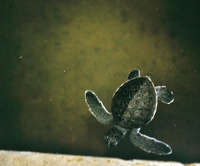 Where to spot sea turtle hatching in Jamaica